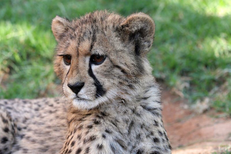 Baby Cheetah stock image. Image of hunter, nature, vicious - 12001411