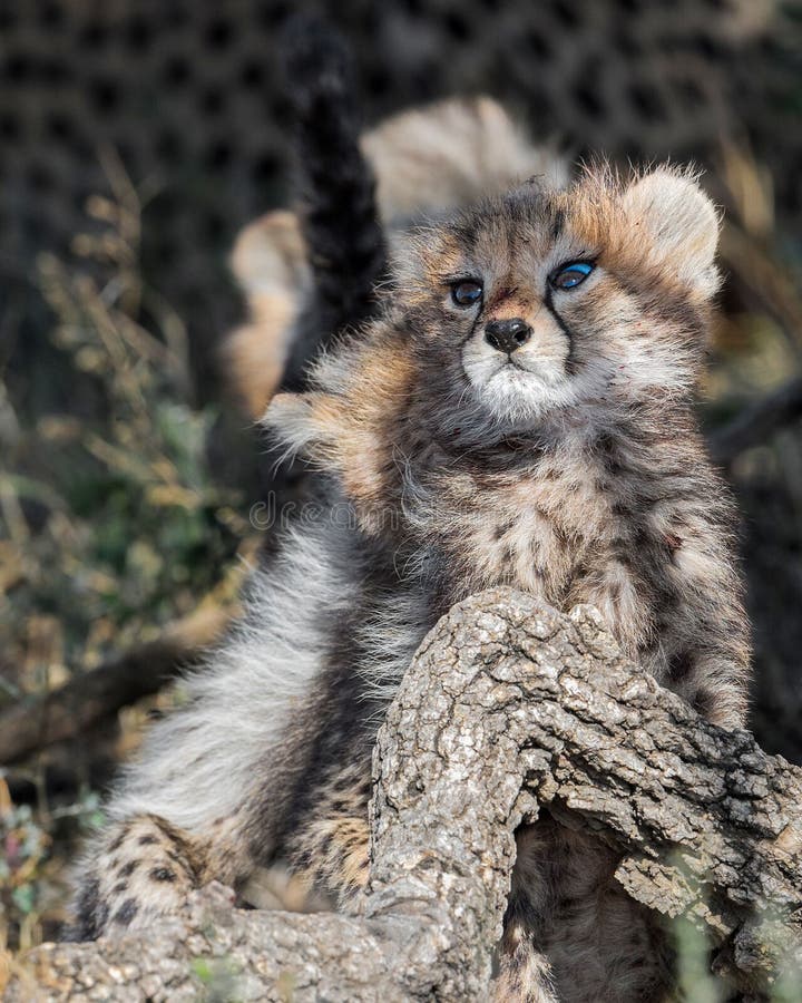 Baby Cheetah from Behind an Old Trunk on Ground Stock Photo - Image of ...