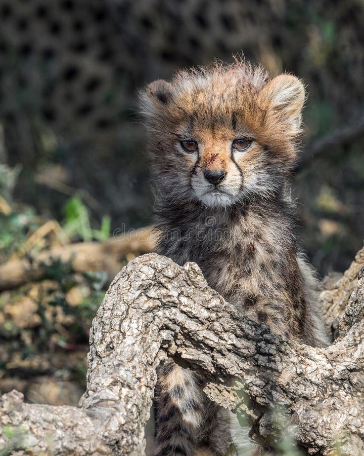 Baby Cheetah from Behind an Old Trunk on Ground Stock Image - Image of ...