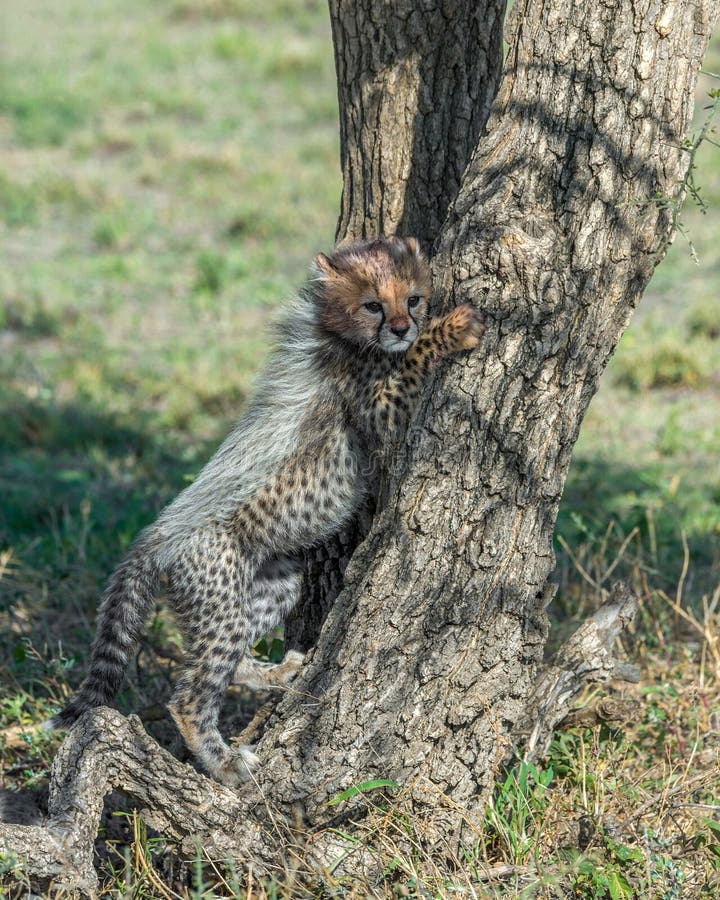 2,355 Baby Cheetah Stock Photos - Free & Royalty-Free Stock Photos from ...
