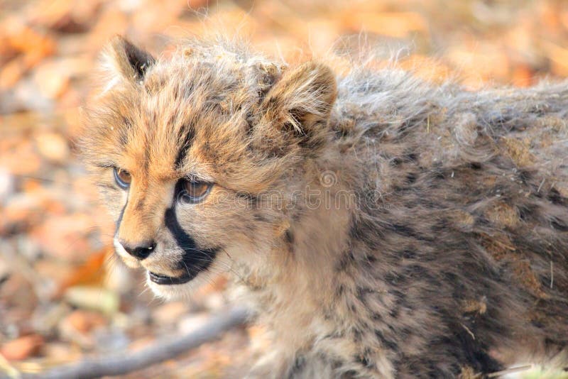 Baby Cheetah stock image. Image of grass, bush, hunter - 17927605
