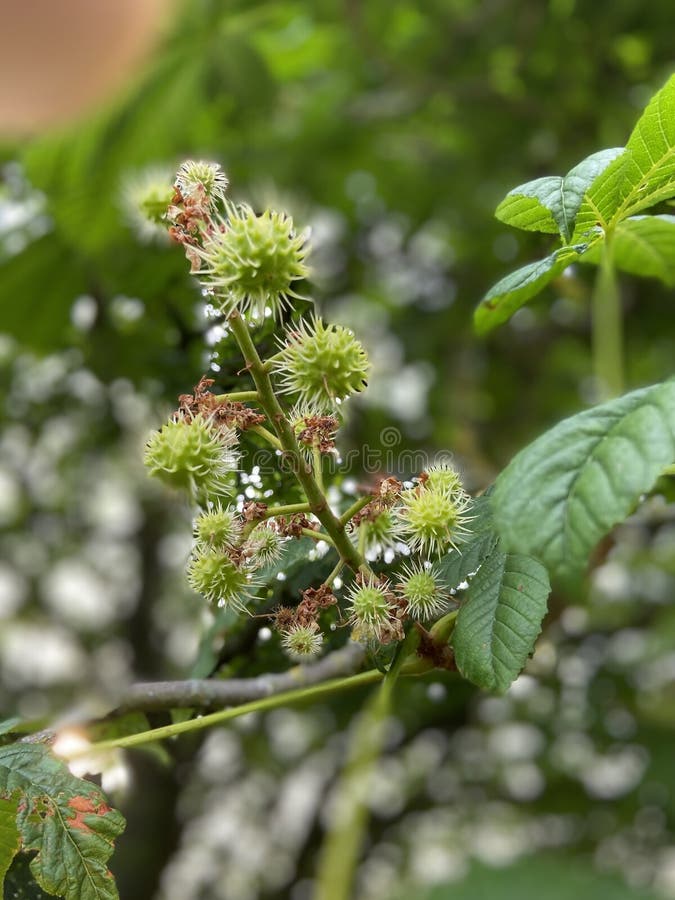 Baby Chestnuts Growing on a Tree Stock Photo - Image of grazing ...