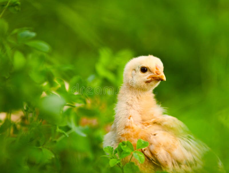 Baby chick on palm stock photo. Image of chicken, beak - 6107912