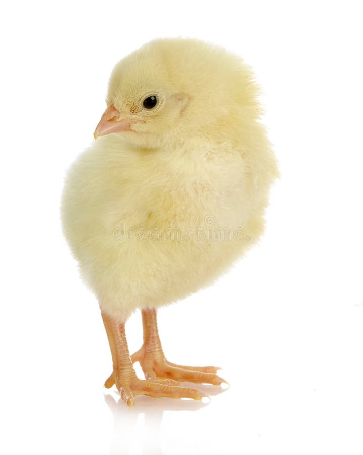 Baby Chick on White Background (wide 15mm) 28 Stock Photo - Image of ...