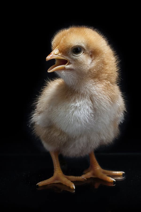 Baby chick in clover stock image. Image of cute, nature - 20164935