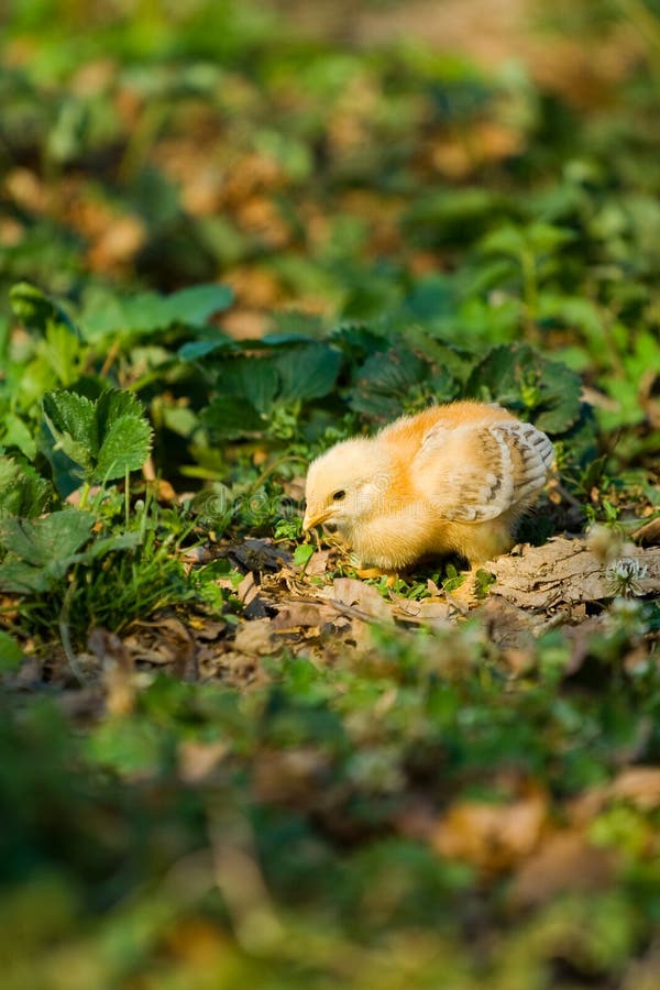 Baby chick on palm stock photo. Image of chicken, beak - 6107912