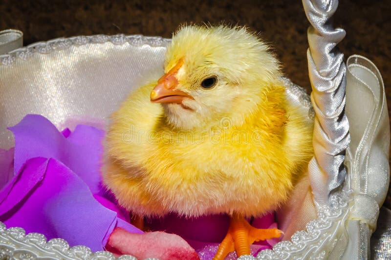 Baby Chick stock photo. Image of closeup, animal, orange - 84382286