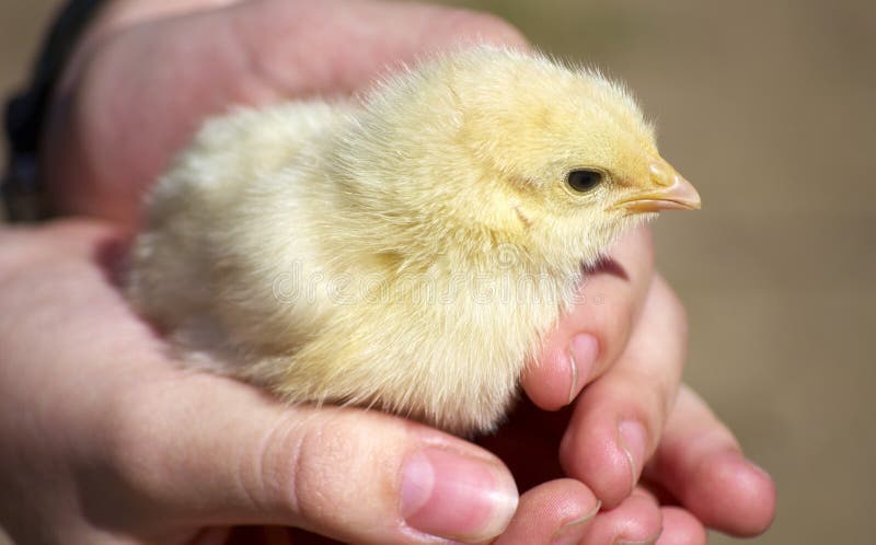 Baby chick stock photo. Image of hold, small, close, profile - 9263176