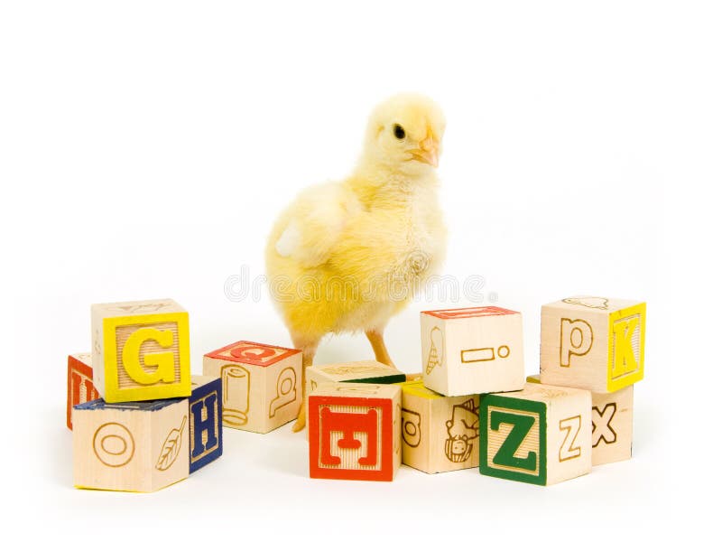 Baby Chick Blocks Stock Photos - Free & Royalty-Free Stock Photos from ...