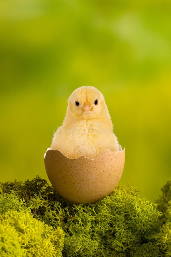 Baby Chick Coming Out of Egg Stock Image - Image of macro, yellow: 20441543