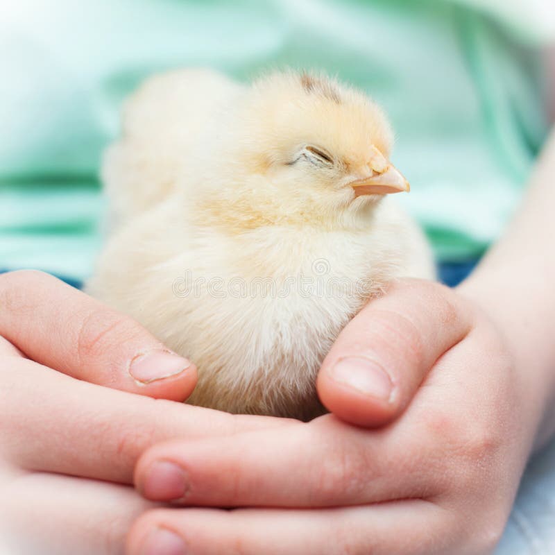 Baby chick stock image. Image of hugs, tiny, farm, nest - 57206515