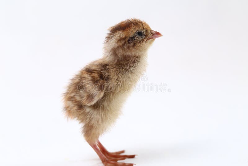 838 Baby Quail Farm Stock Photos - Free & Royalty-Free Stock Photos ...