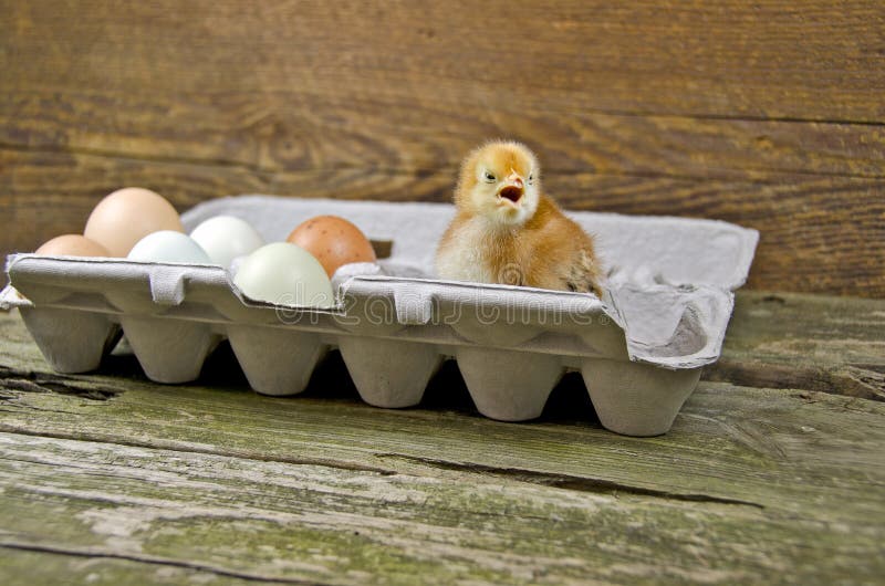 Baby chicken in egg carton stock image. Image of wooden - 51885283