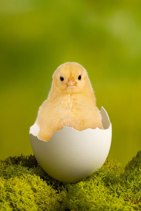 Baby Chick Coming Out of Egg Stock Image - Image of macro, yellow: 20441543