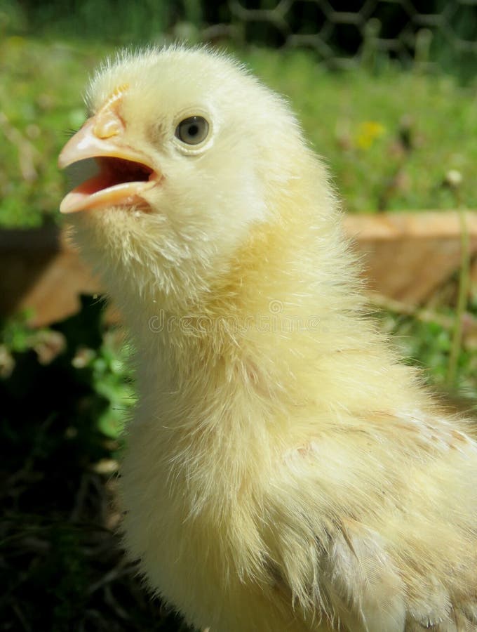 Baby chick stock image. Image of good, baby, side, chick - 115486315