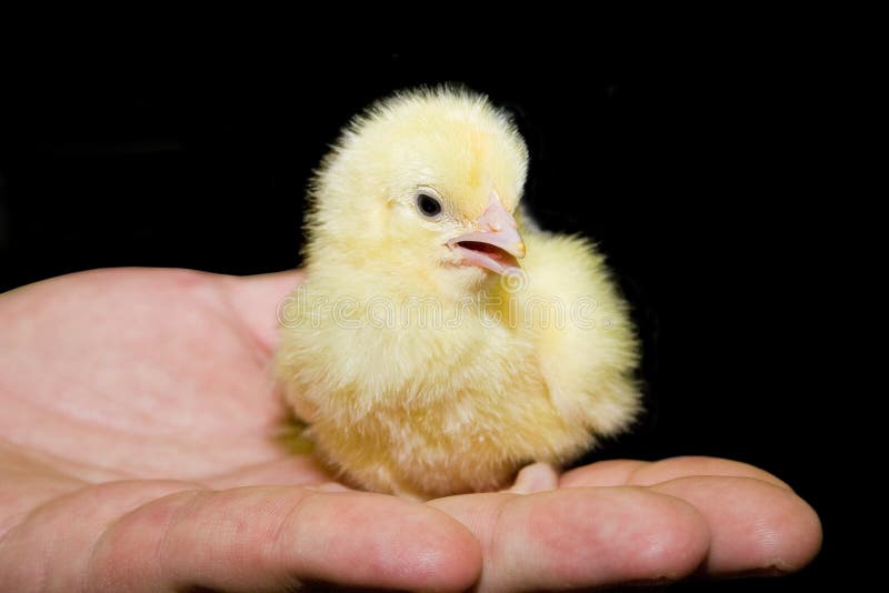 Newborn Chickens stock photo. Image of peck, chicks, newborn - 2691170