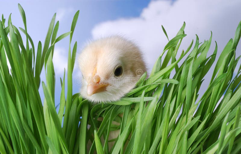 Baby Chick Hiding In Grass Picture. Image: 2012500