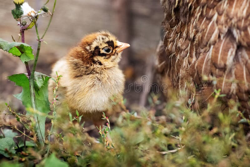 A Baby Chick Near Its Mother Hen Outdoors Stock Photo - Image of growth ...
