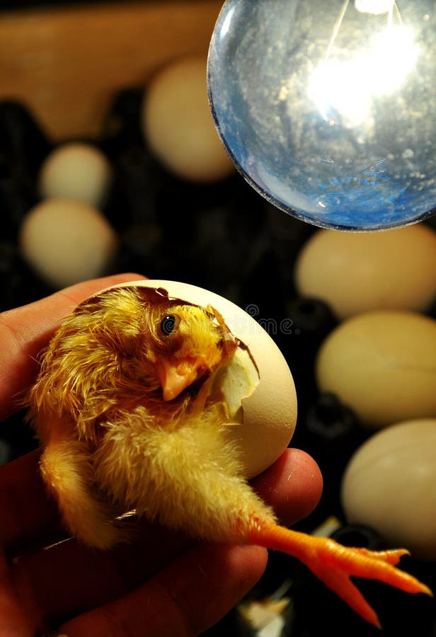Baby Chick stock image. Image of agriculture, electricity - 33274149