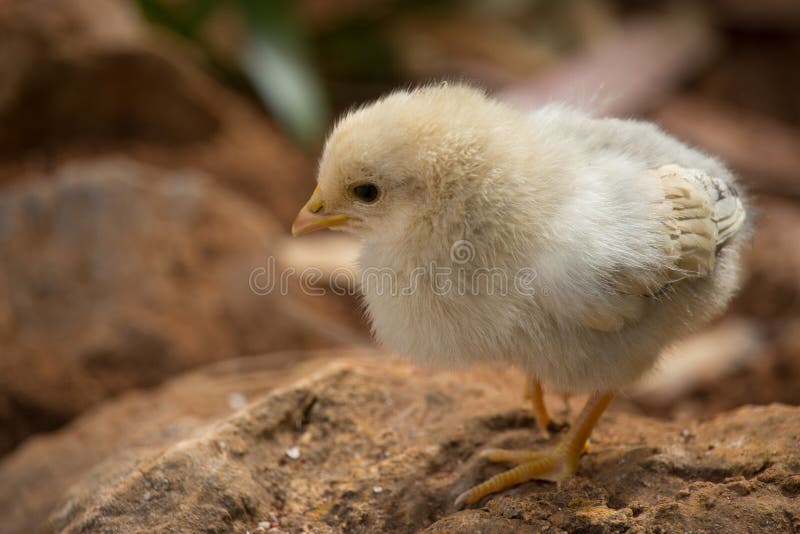 Cute Highland Calf Looking Back Stock Image - Image of closeup, calves ...