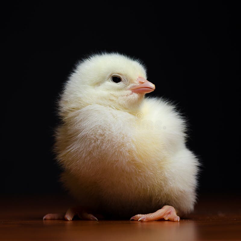 Baby chick portrait stock image. Image of chicken, hatch - 54325657