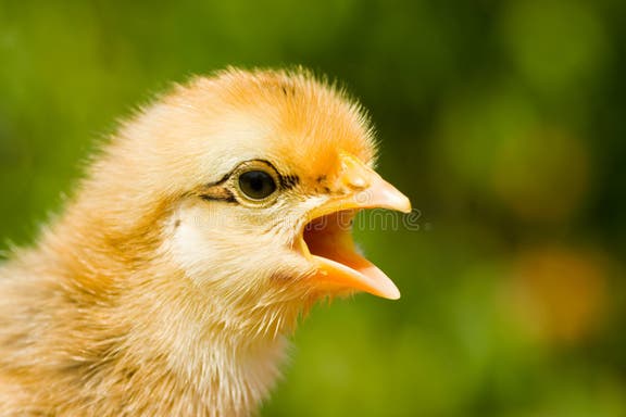 Baby chick screaming stock photo. Image of feather, holiday - 6107918