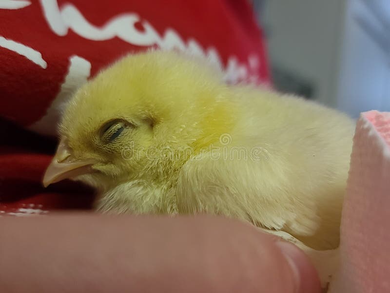 Baby Chick Sleeping Cuddling in Arms Stock Image - Image of baby ...