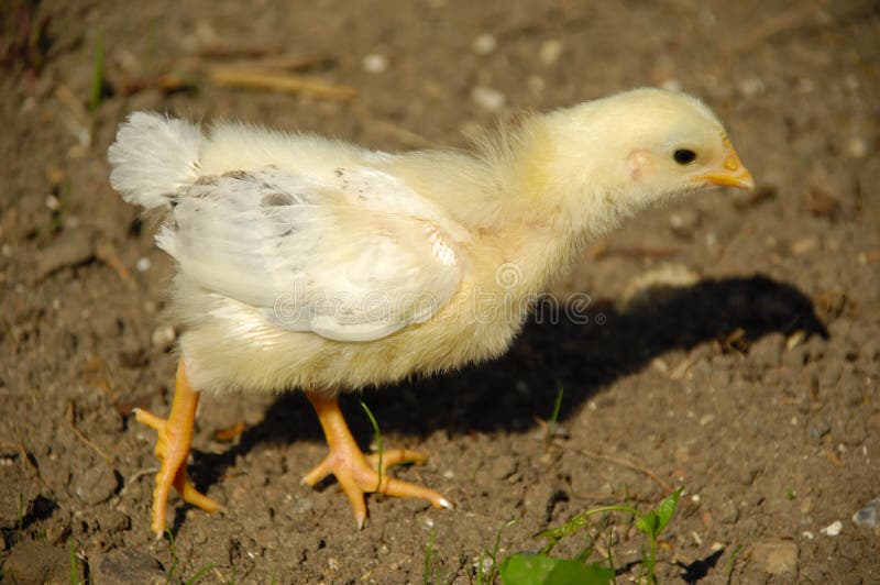 Baby chick stock photo. Image of look, chicken, livestock - 248968468