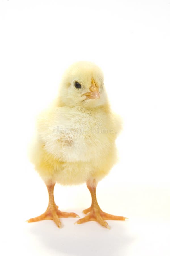 Baby Chick on White Background (profile Right) 22 Stock Image - Image ...