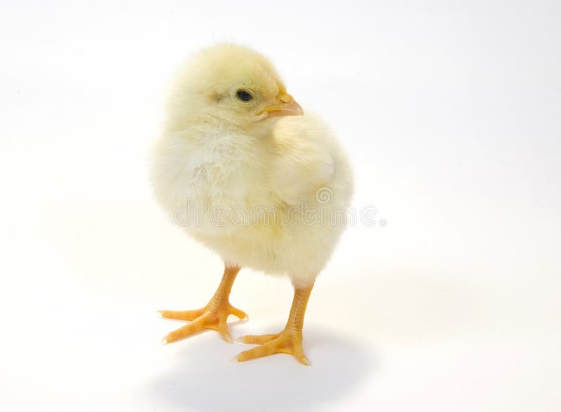 Baby Chick on White Background (portrait) 33 Stock Photo - Image of ...