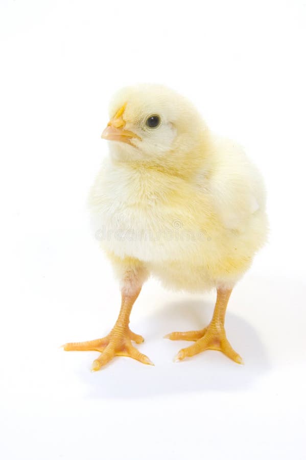 Baby Chicken White Background