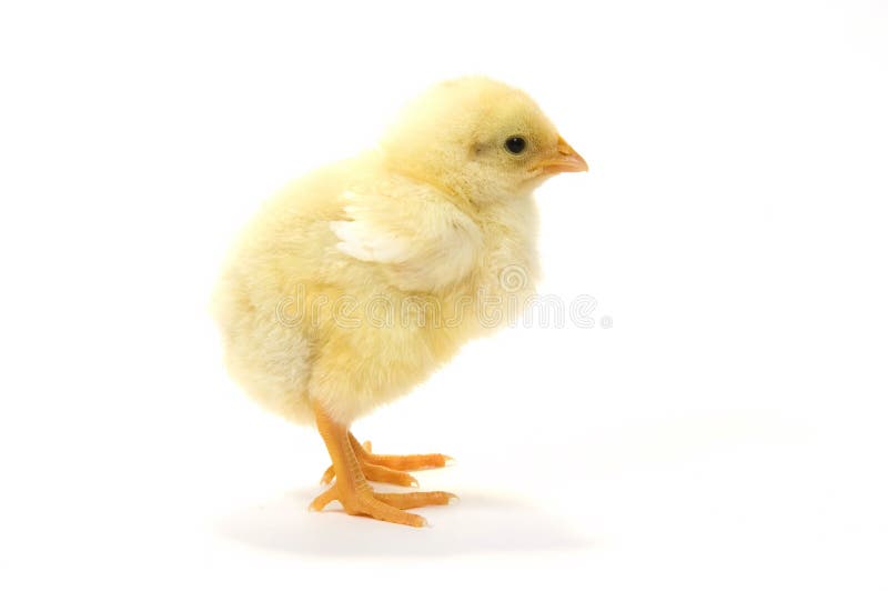 Baby Chick on White Background (profile Right) 22 Stock Image - Image ...