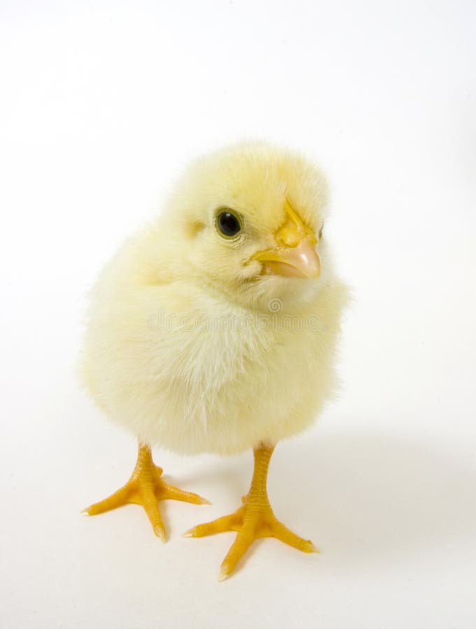 Baby Chick on White Background (wide 15mm) 27 Stock Image - Image of ...