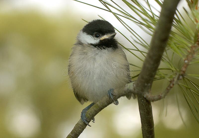 Baby Chickadee Perched on Branch Stock Image - Image of cute, green ...