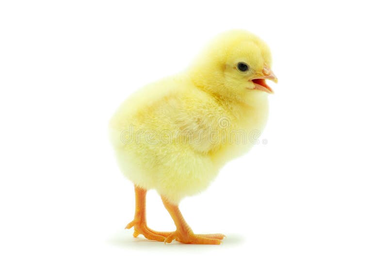 Cute Baby Chicken Isolated on White. Stock Image - Image of chicken ...