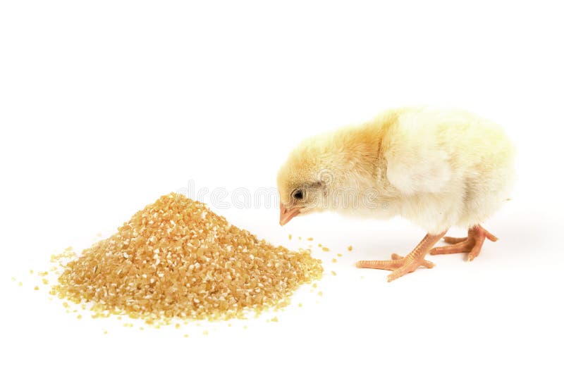 Baby Chicken stock photo. Image of shell, chicks, color - 5607146