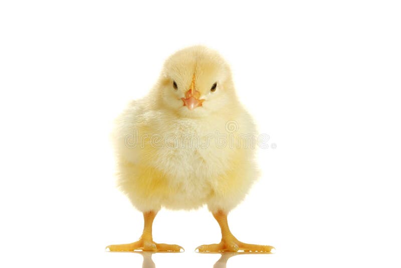 Baby chicken stock photo. Image of softness, cute, shell - 13166942