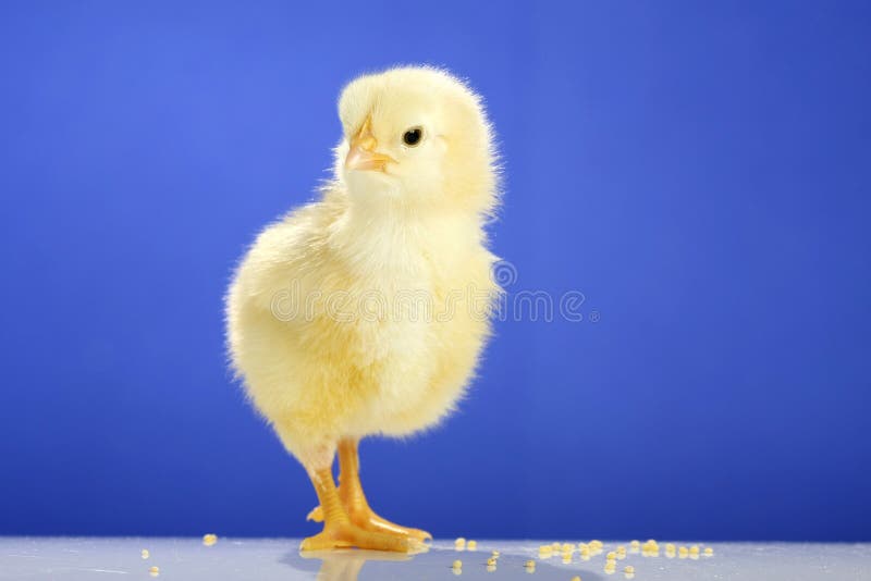 Baby chicken stock photo. Image of softness, cute, shell - 13166942