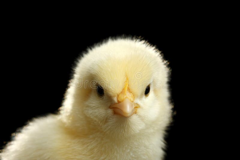 Baby chicken stock photo. Image of softness, cute, shell - 13166942