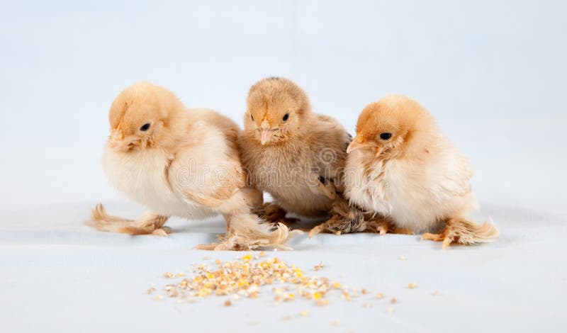 Baby chicken stock photo. Image of cute, animals, adorable - 13600344