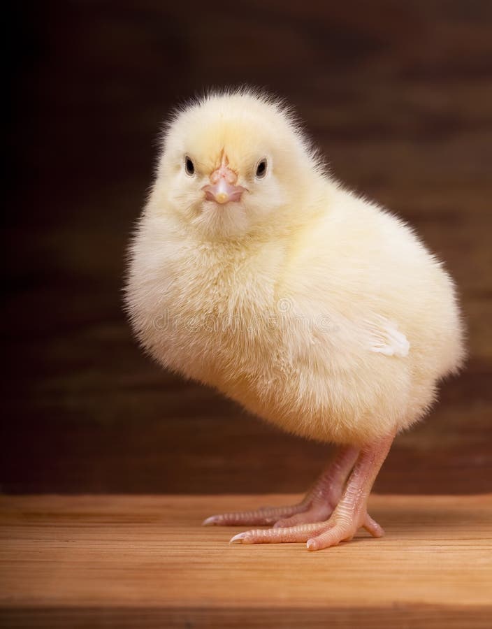 Baby Chicken stock photo. Image of shell, chicks, color - 5607146