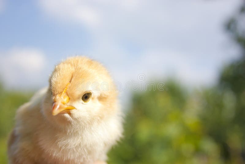 Baby Chicken stock photo. Image of spring, easter, fluffy - 2691230