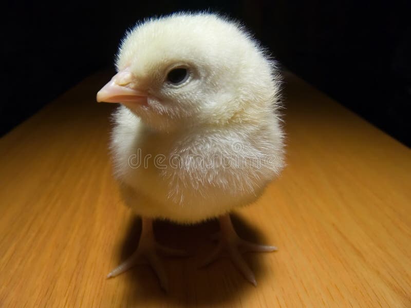 Baby Chicken stock photo. Image of spring, easter, fluffy - 2691230