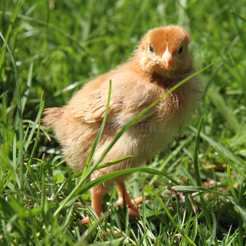 Baby chicken stock photo. Image of nurture, meadow, care - 19526118