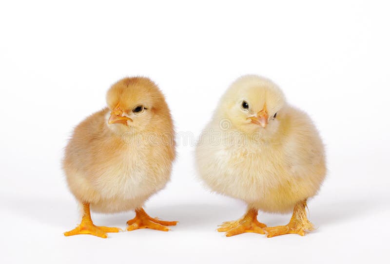 Little baby chicken stock photo. Image of bird, chicken - 22544944