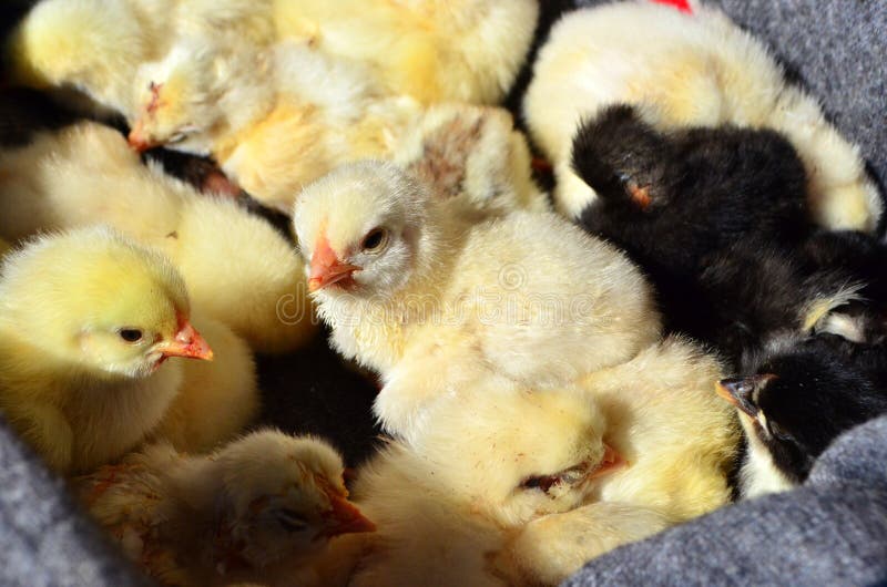 Baby chicken stock image. Image of colored, colour, easter - 24251109