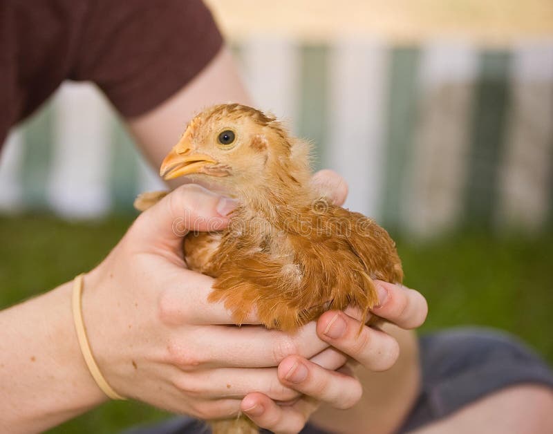 Baby chicken stock image. Image of feathers, bird, chickens - 24302117