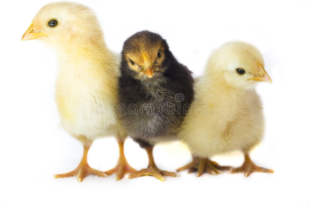 Baby Chicken stock photo. Image of bird, baby, sweet - 24934256