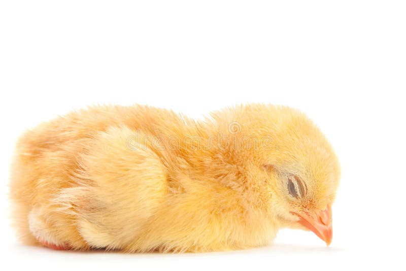Baby chicken stock photo. Image of tiny, shell, farm - 26042770