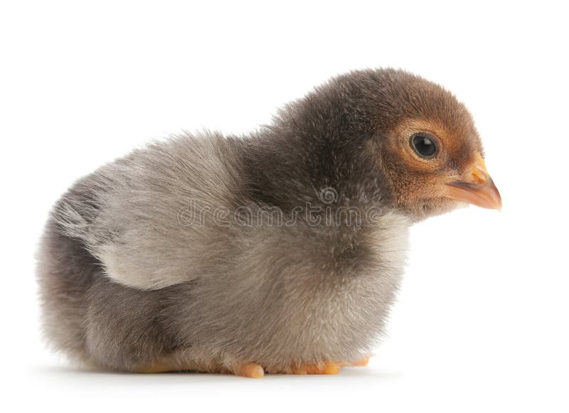 Baby chicken stock photo. Image of closeup, animal, chick - 26066554